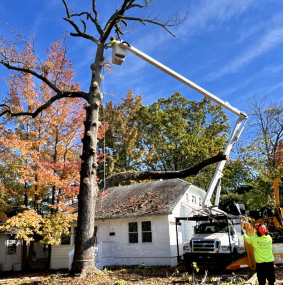 Trailhawk Tree Experts | Professional Tree Care in Central Jersey