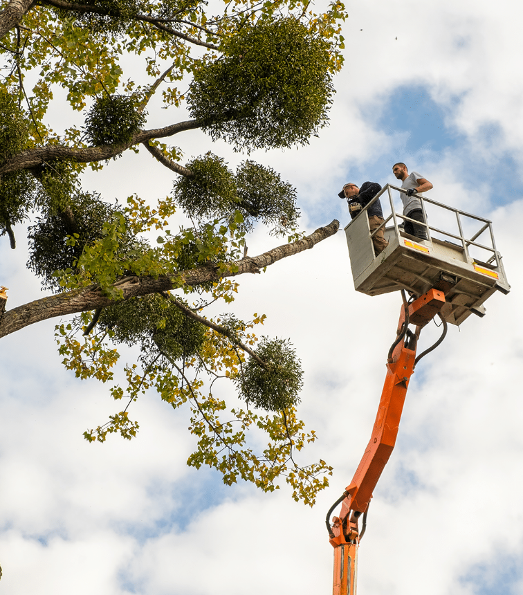 Trailhawk Tree Experts | Professional Tree Care in Central Jersey